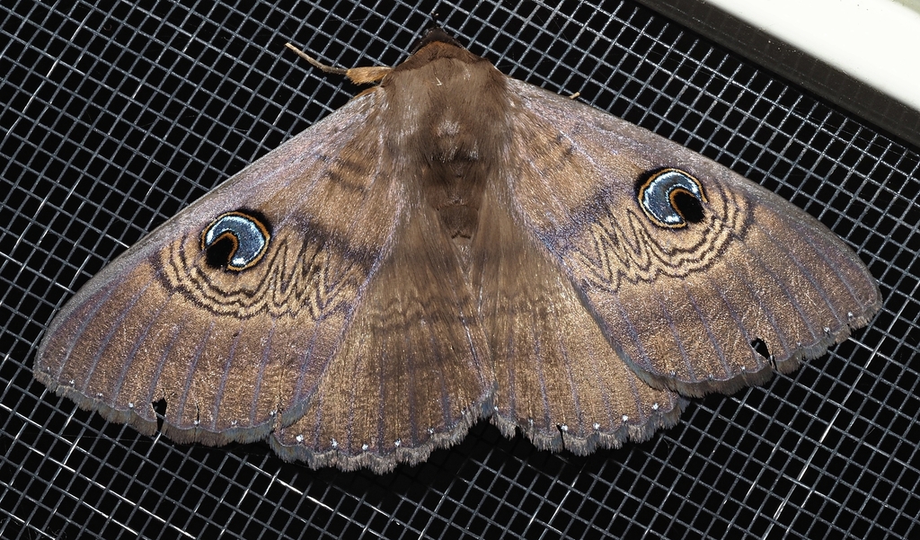 Southern Moon Moth from Ledge Point WA 6043, Australia on September 14 ...