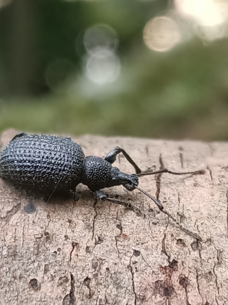 Otiorhynchus from 47890 San Marino on September 26, 2024 at 03:27 PM by ...