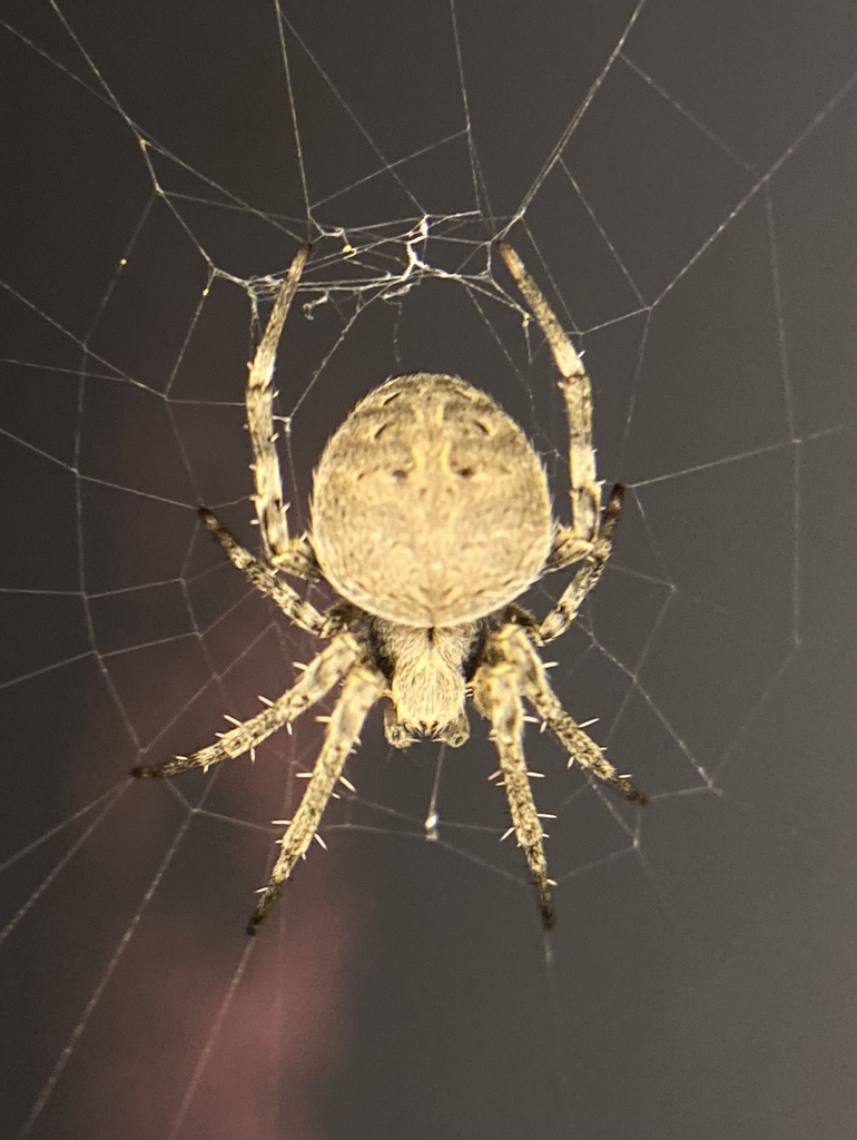 Brown Sailor Spider from S Main St, Archdale, NC, US on September 26 ...