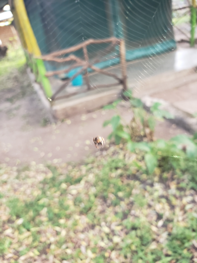 Hedgehog Spiders from Siana, Kenya on September 26, 2024 at 12:34 AM by ...