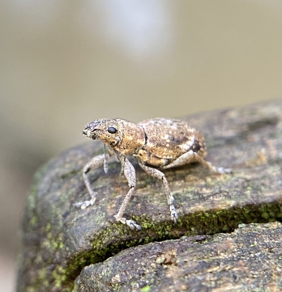 Fuller's rose weevil from Creekside Park, Archdale, NC, US on September ...