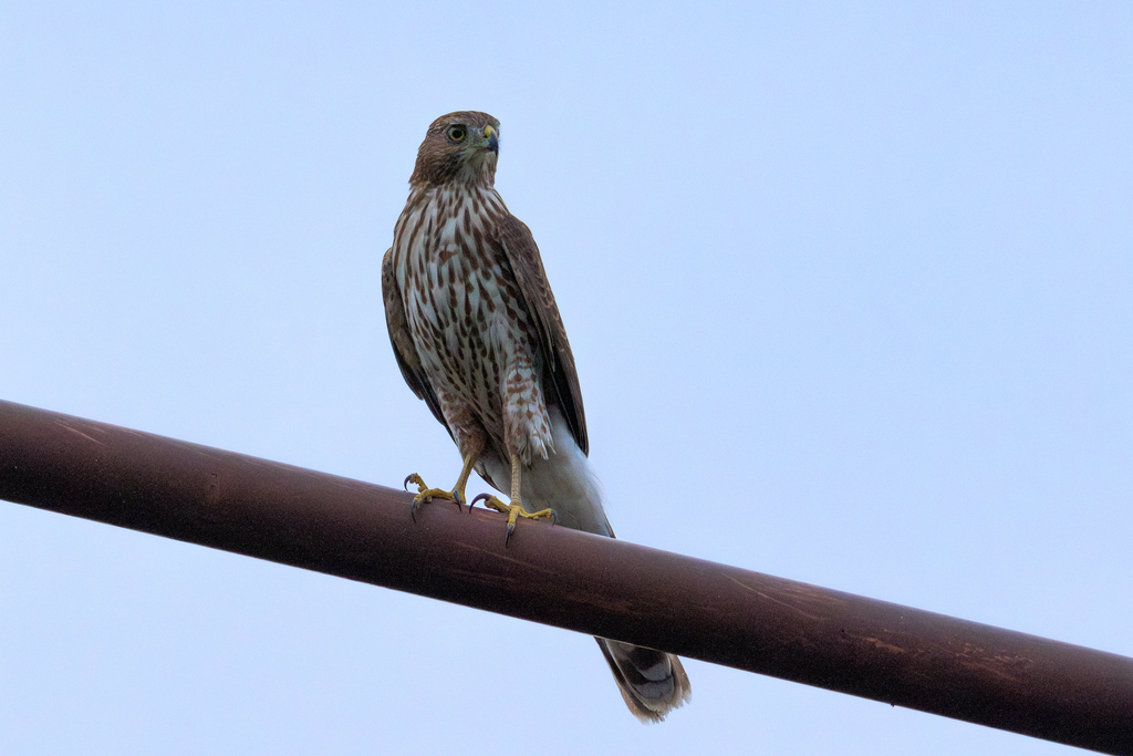Cooper's Hawk from Anáhuac Madeira, Gral. Escobedo, N.L. on September ...