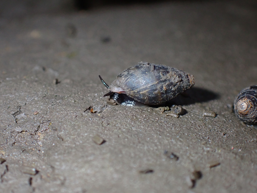 Hollow-shelled Snails from Spencer NSW 2775, Australia on September 7 ...