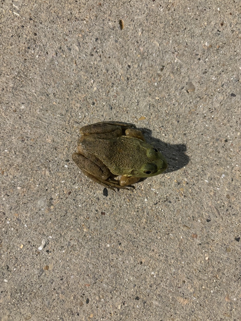American Bullfrog from Thousand Oaks Trail, Verona, WI, US on September ...