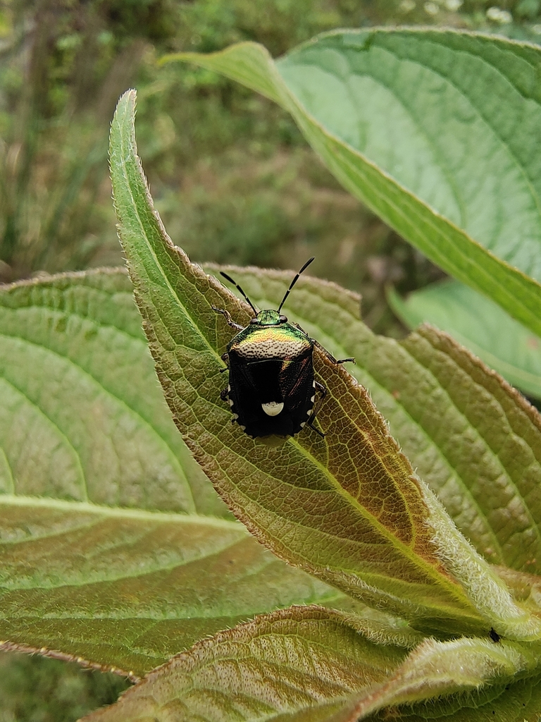 Menida violacea from Yichun, CN-JX, CN on September 26, 2024 at 09:36 ...
