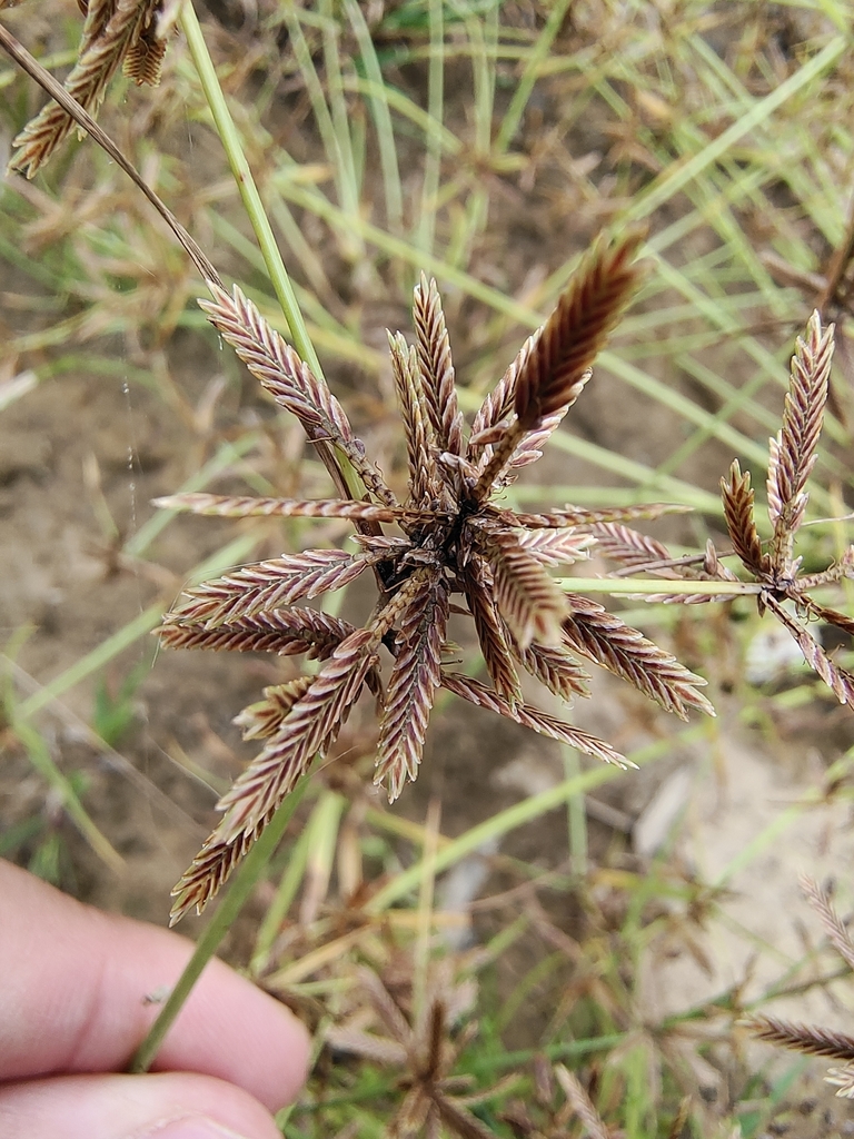 Cyperus flavidus from Yichun, CN-JX, CN on September 26, 2024 at 12:19 ...