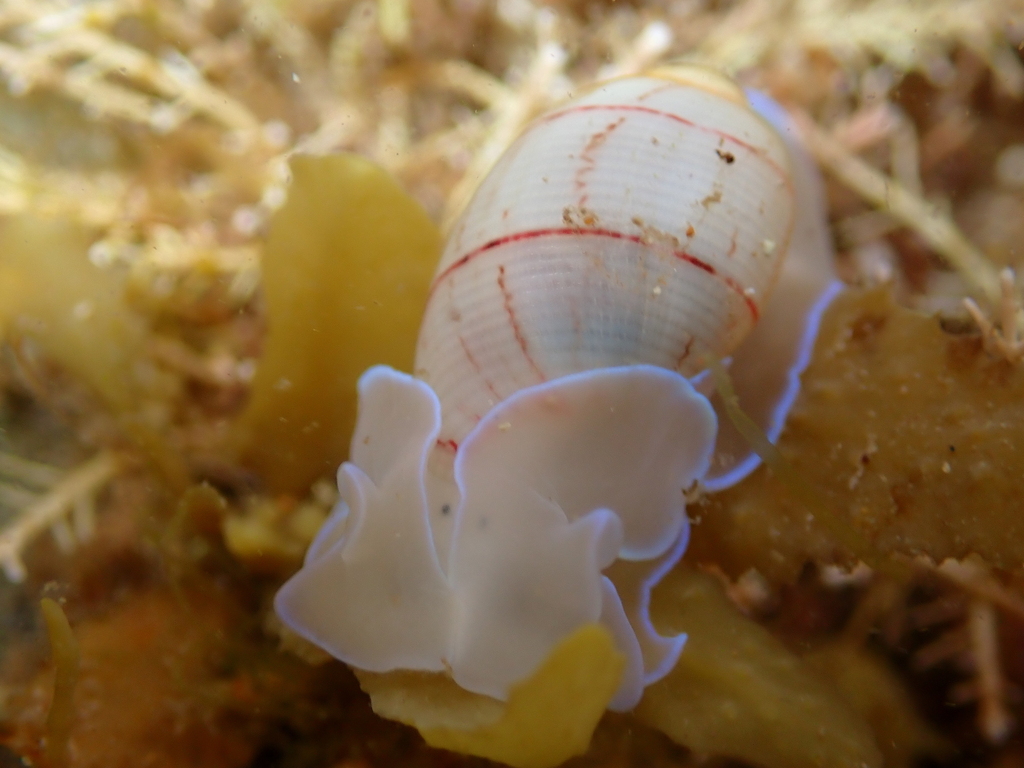 Red Lined Bubble Snail From Central Coast Nsw Australia On September