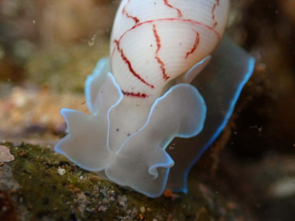 Red Lined Bubble Snail From Central Coast Nsw Australia On September