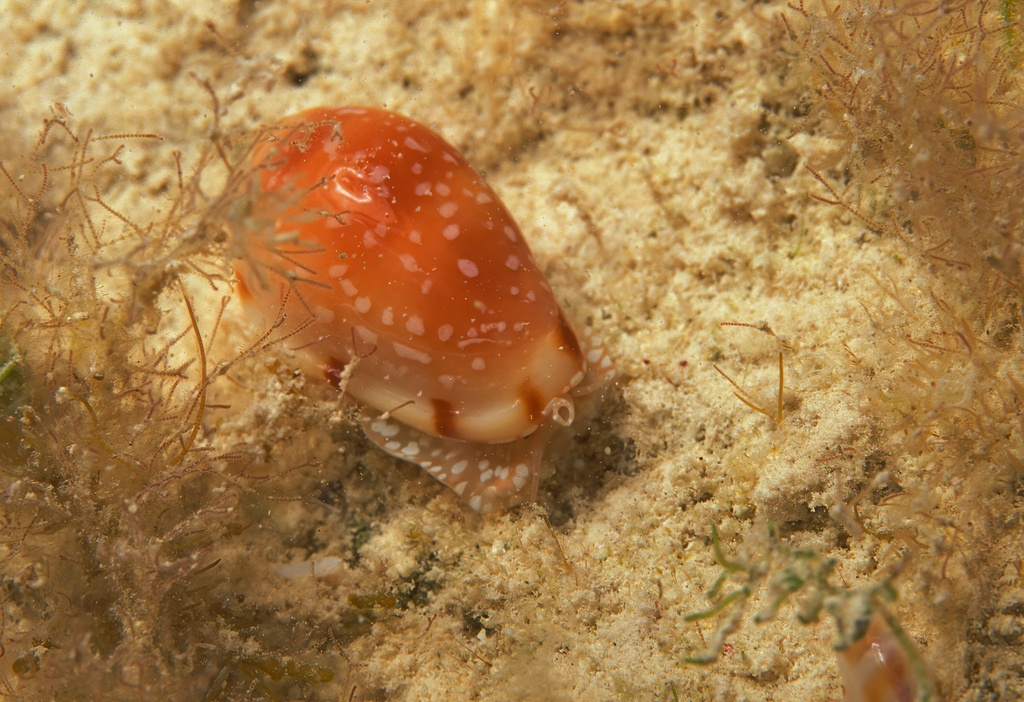 White-spot marginella from Exuma, The Bahamas on February 25, 1993 at ...