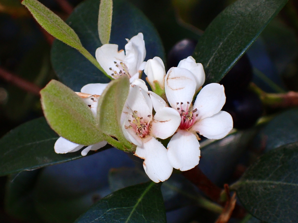 Sexton's Bride from Central Coast NSW, Australia on September 15, 2024 ...