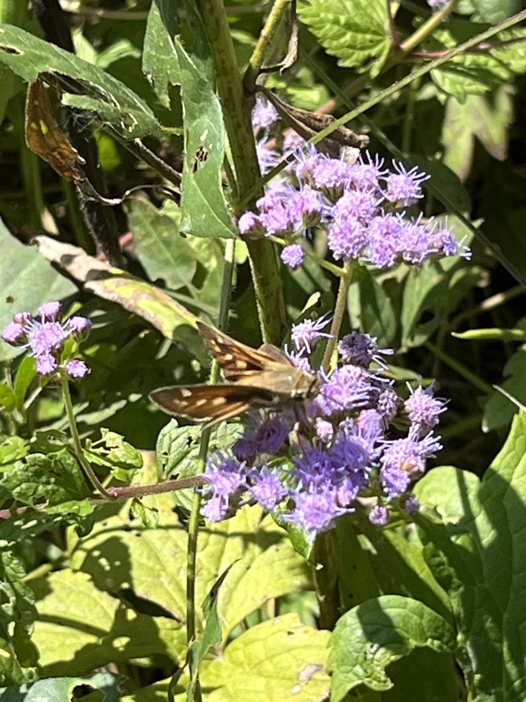 Huron Sachem from Forest Park, St. Louis, MO, US on September 26, 2024 ...