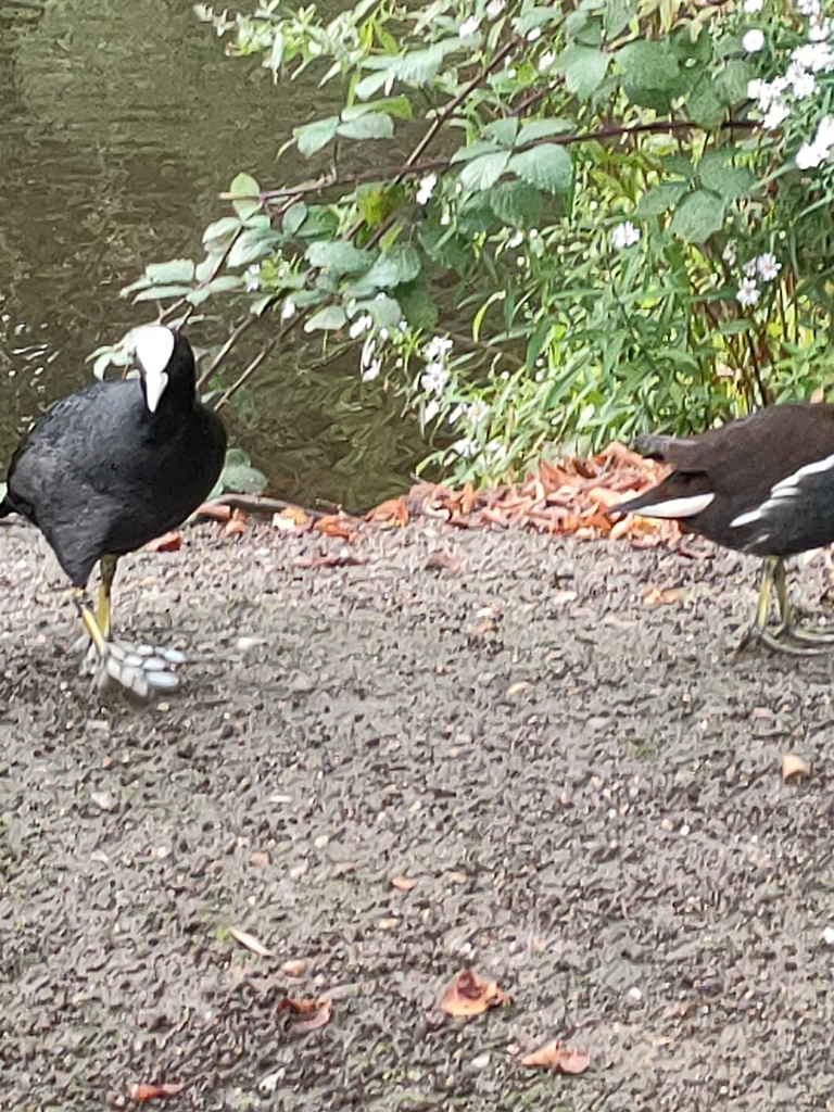 Common Moorhen from Greater London on September 26, 2024 at 05:34 PM by ...