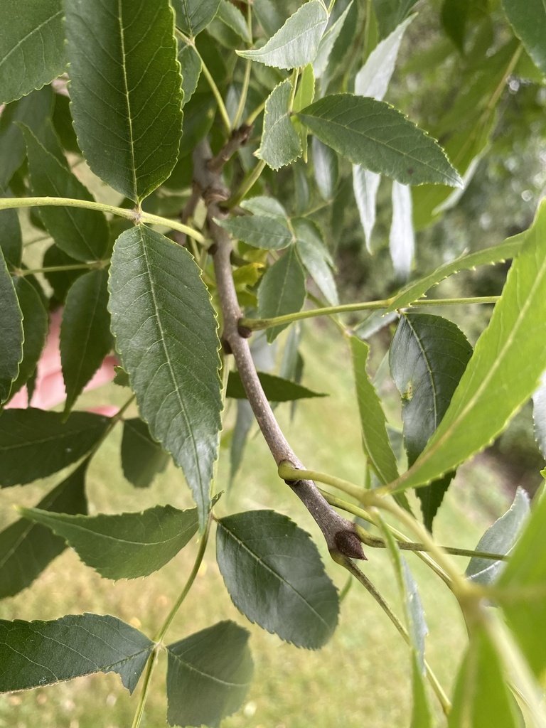 black ash in September 2024 by kremme · iNaturalist