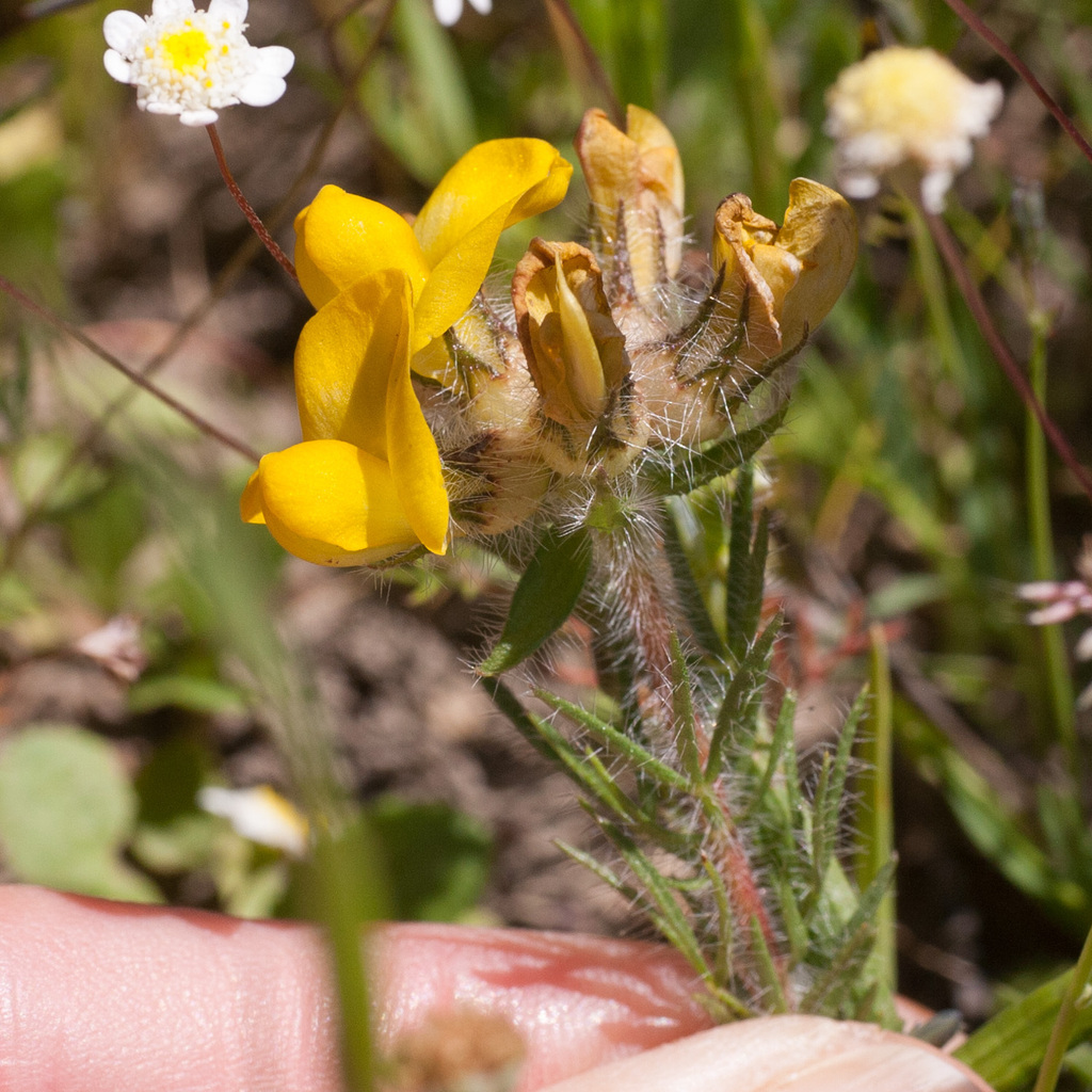 Lotononis involucrata involucrata from Gouda, 6821, South Africa on ...