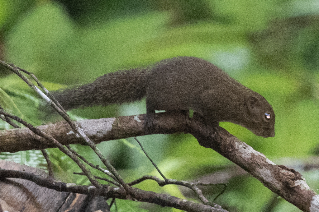 Fraternal Squirrel (Sundasciurus fraterculus) - Know Your Mammals