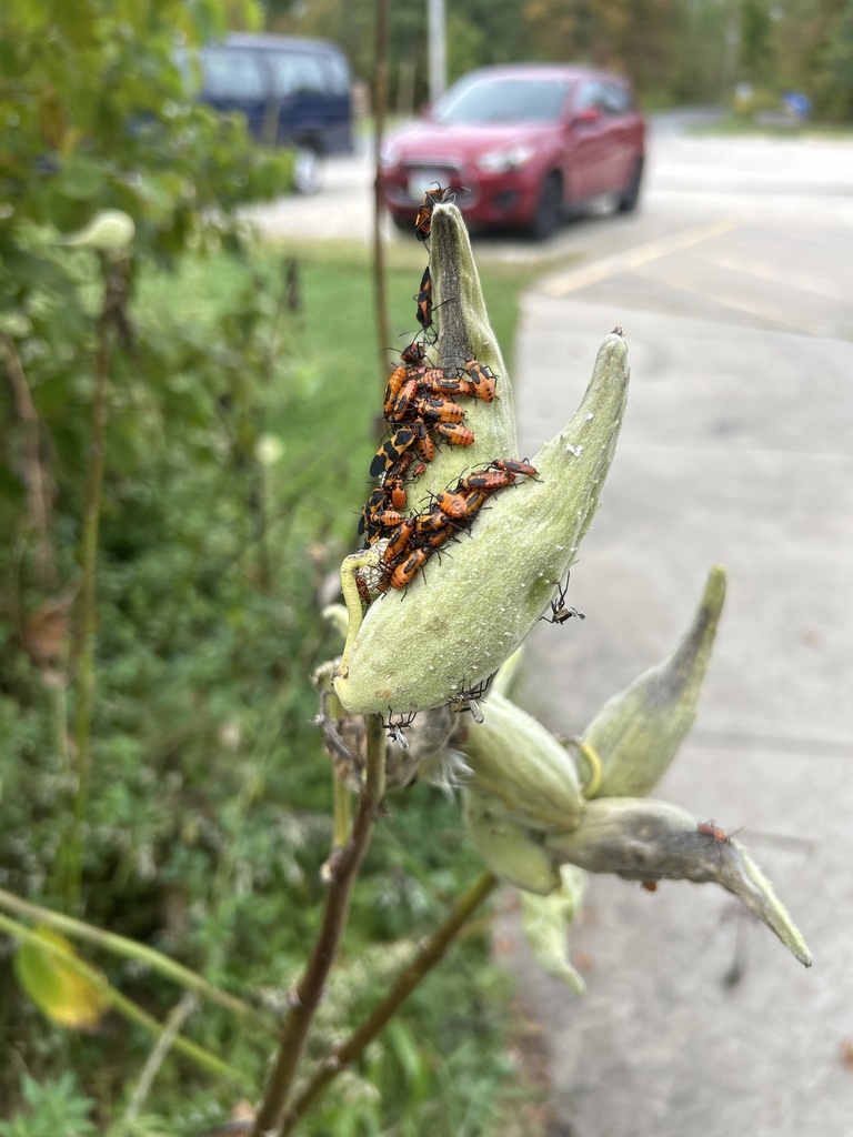 Large Milkweed Bug from Ira Rd, Akron, OH, US on September 26, 2024 at ...