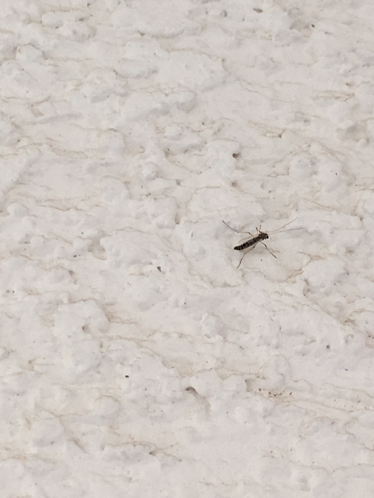 Non-biting Midges from 8229 W Deer Springs Way, Las Vegas, NV, US on ...