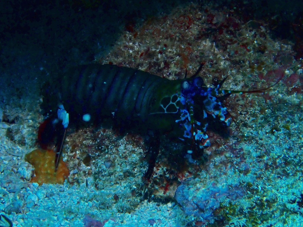 Peacock Mantis Shrimp from Carnarvon, WA, Australia on June 16, 2019 at ...