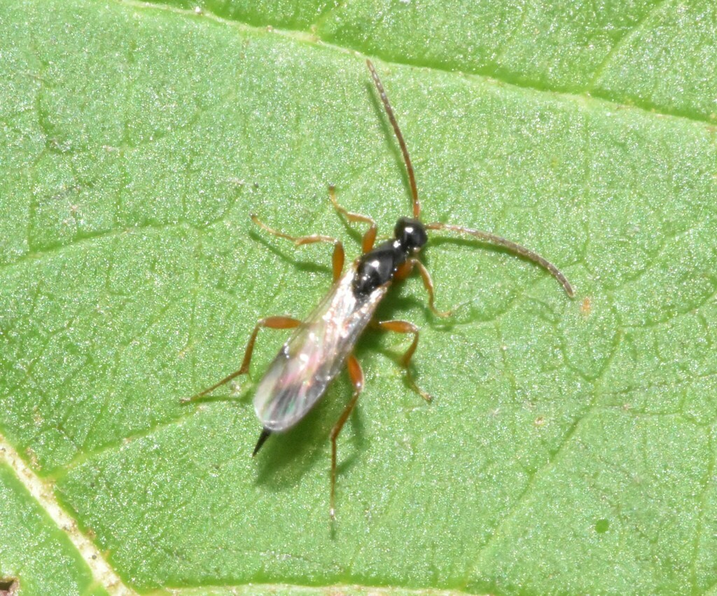 Exallonyx from Fiddlesticks, Cambridge, ON, Canada on September 26 ...