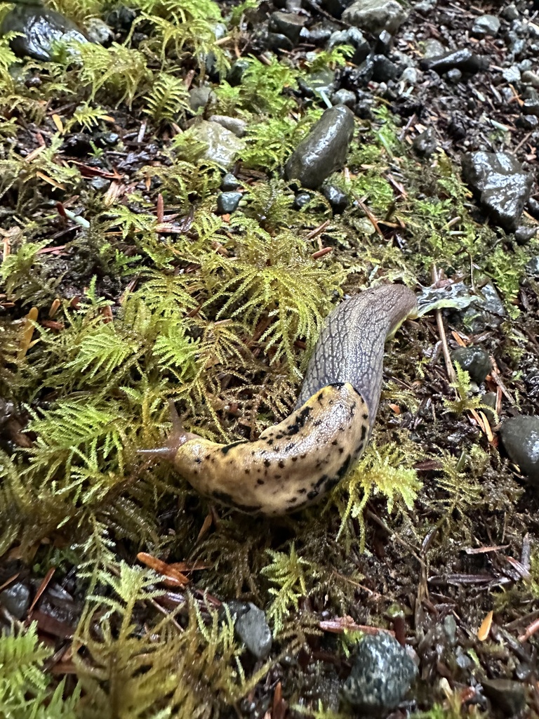 Yellow-bordered Taildropper from Pacific Rim National Park Reserve ...