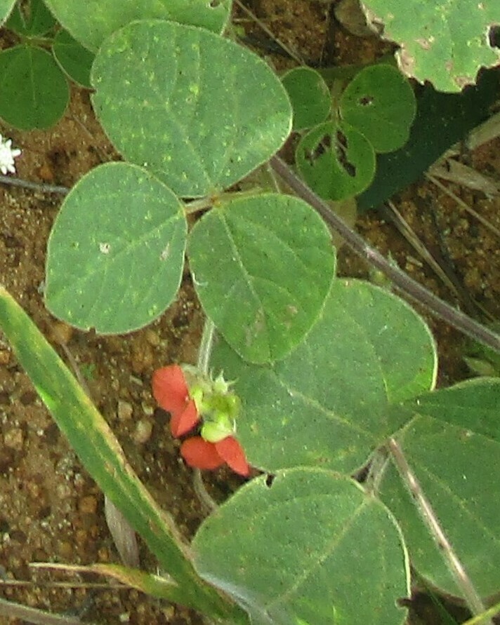 Phaseoleae from Serra Talhada - State of Pernambuco, Brazil on June 25 ...