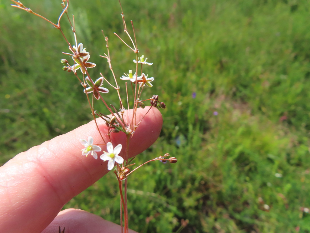 Tall Spookasem from Overberg District Municipality, South Africa on ...