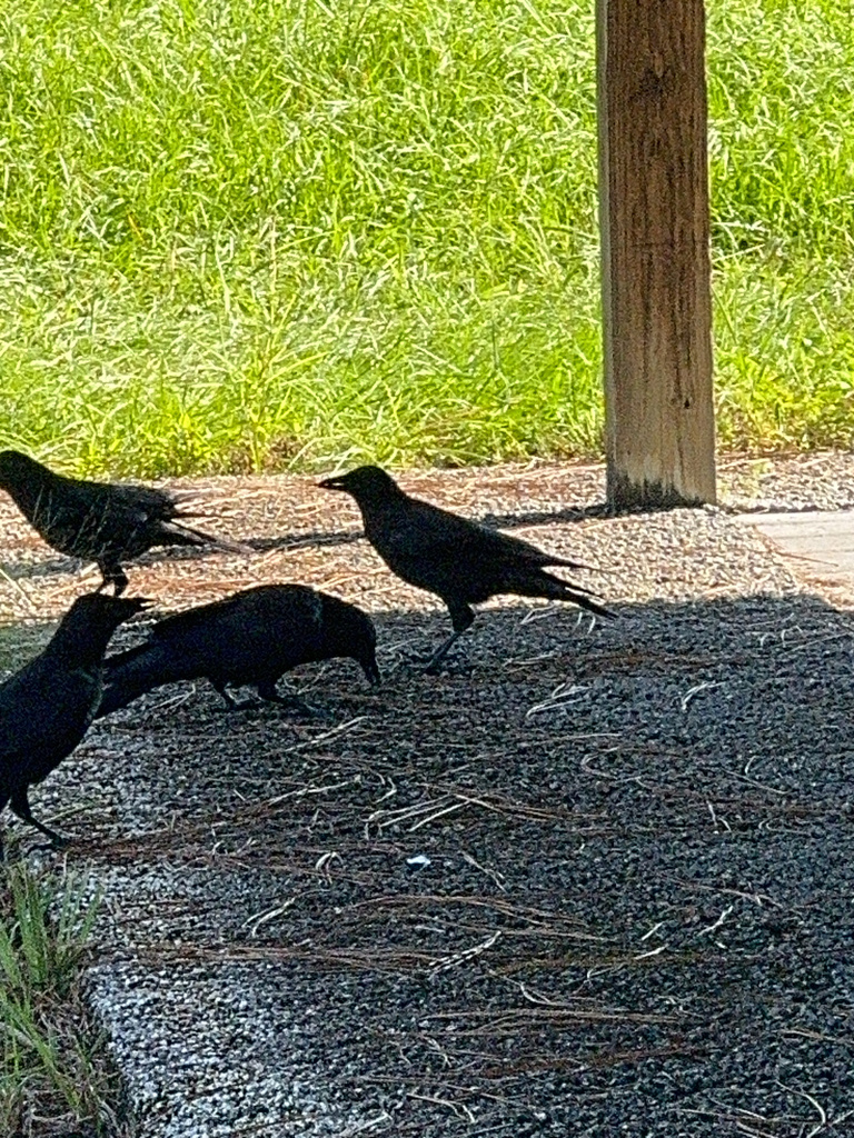 Crows and Ravens from University of Central Florida Arboretum Trail ...