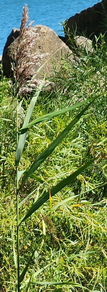 common reed from Erie County, OH, USA on September 8, 2024 at 11:57 AM ...