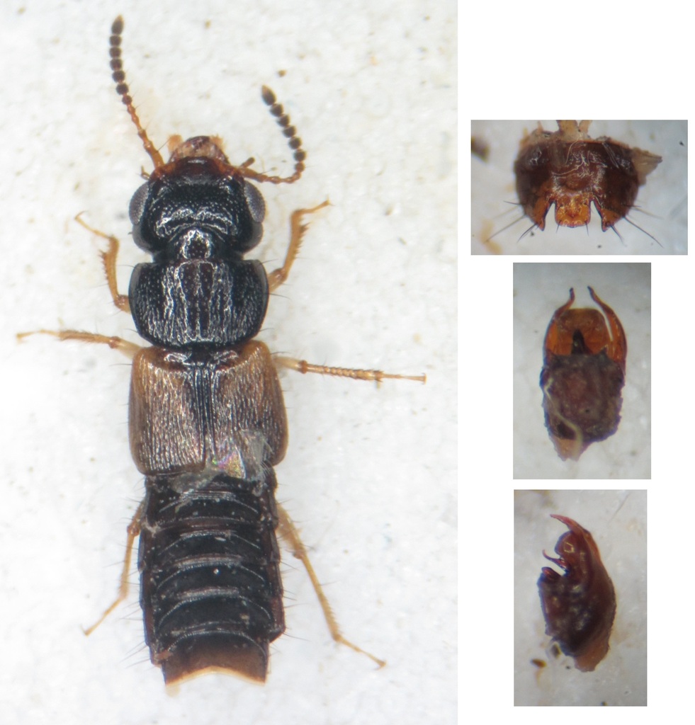 Oxytelus piceus from 20231 Venaco, France on July 29, 2024 at 11:39 PM by Julien Bottinelli ...