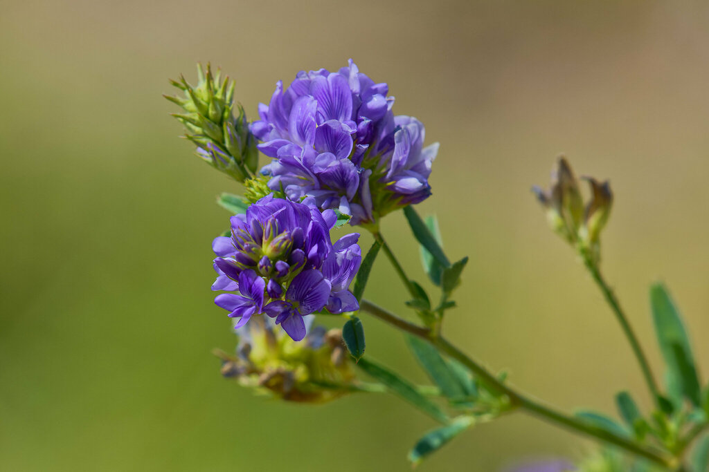 Alfalfa (Medicago sativa) - Botanical Realm