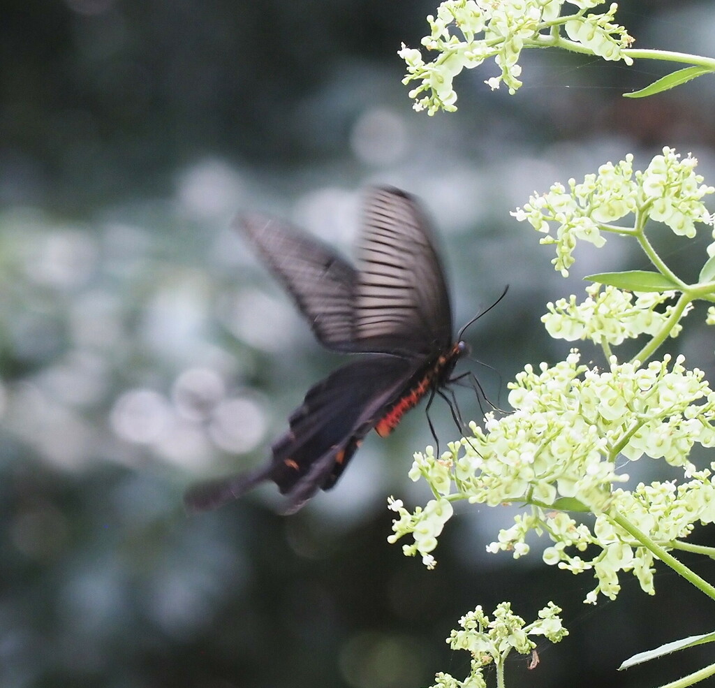 Byasa alcinous alcinous from The Kochi Prefectural Makino Botanical ...