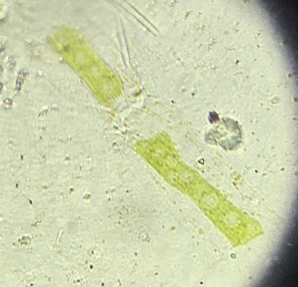 green algae from Sagrado Corazón, San Juan, Puerto Rico on September 26 ...