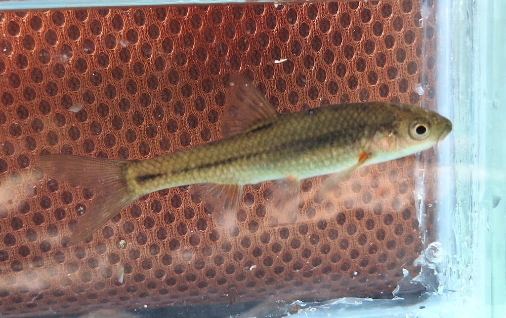 Eastern Cape Redfin from Aberdeen Plain, South Africa on September 22 ...
