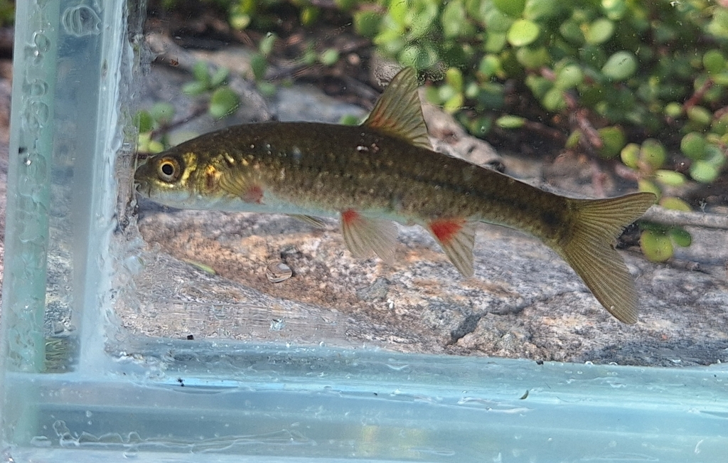 Eastern Cape Redfin from Aberdeen Plain, South Africa on September 22 ...