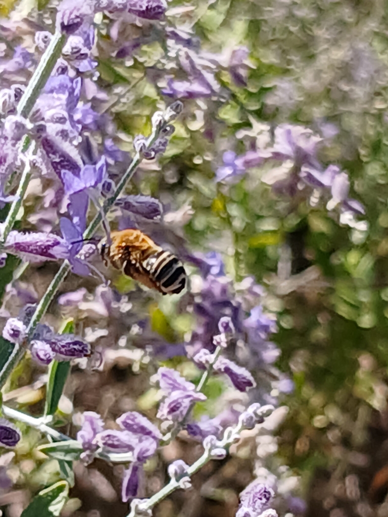 Apine Bees from Riverside, Oklahoma City, OK 73109, USA on September 26 ...
