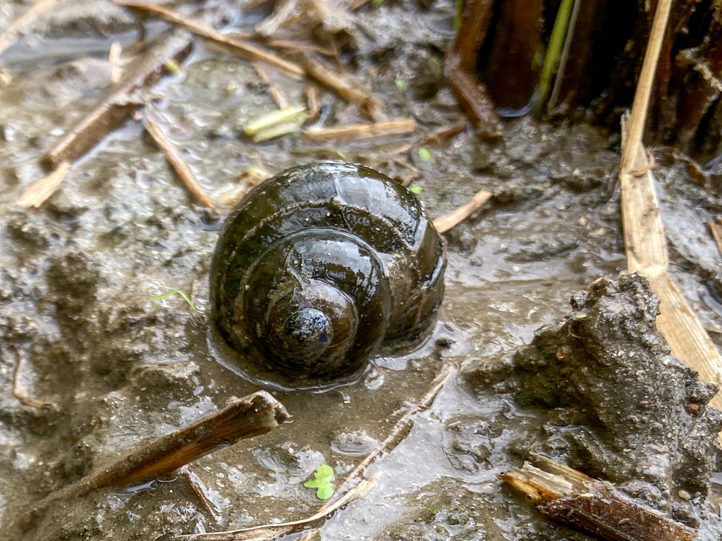 Japanese trapdoor snail from 南三陸町入谷 on September 24, 2024 at 11:03 AM ...