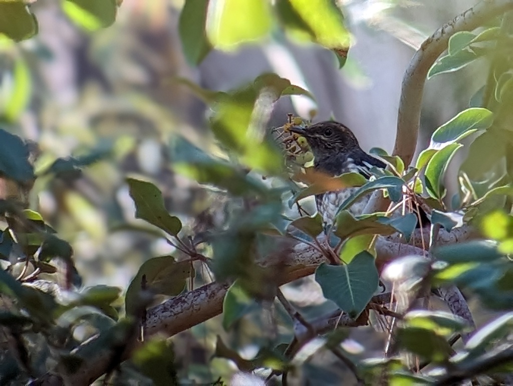 Aztec Thrush from Yécora, Son., Mexico on October 11, 2023 at 10:03 AM ...