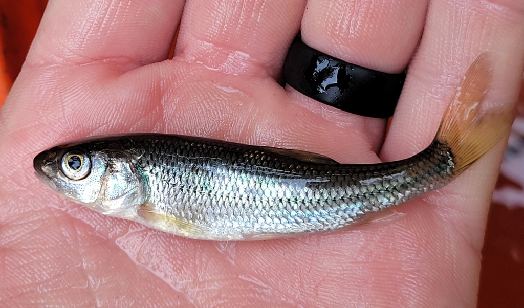 Fallfish from Lothian, MD 20711, USA on September 26, 2024 at 12:35 PM ...