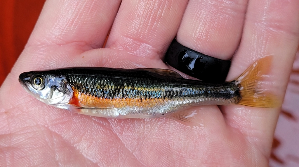 Rosyside Dace from Lothian, MD 20711, USA on September 26, 2024 at 12: ...
