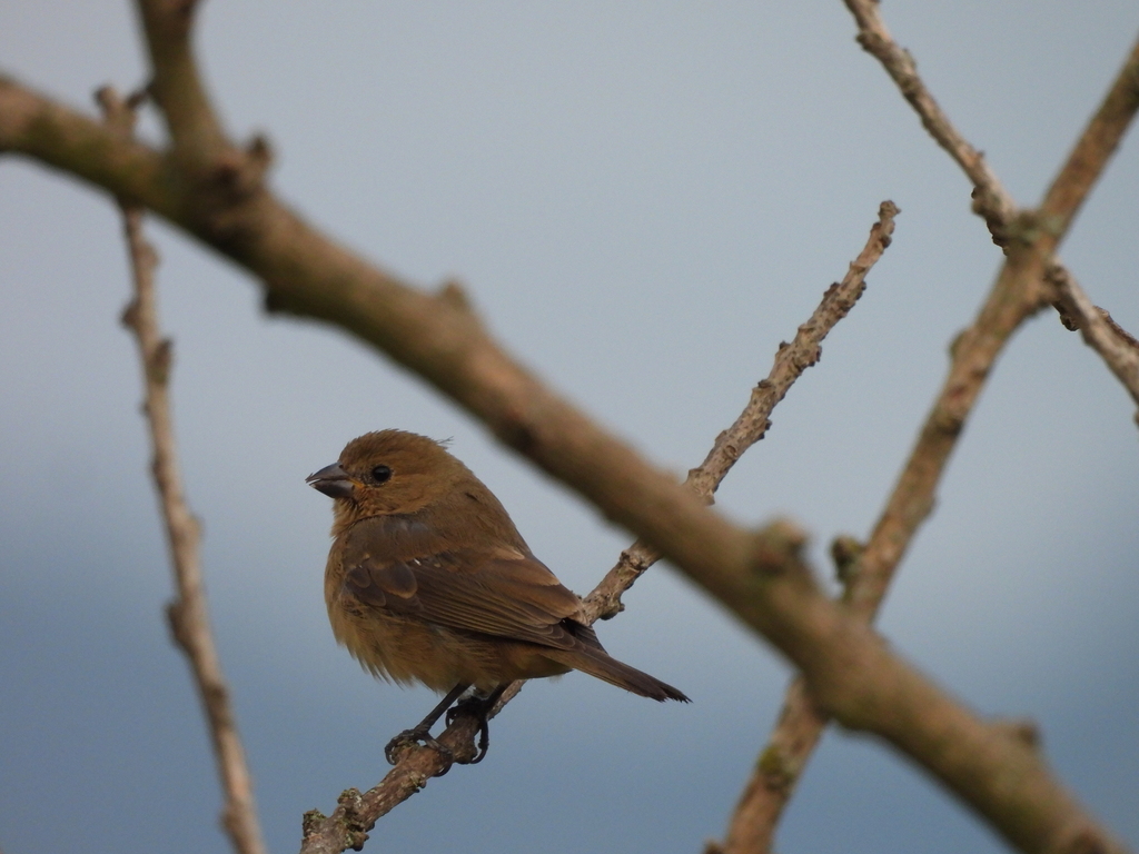 Gray Seedeater from Anolaima, Cundinamarca, Colombia on September 26 ...