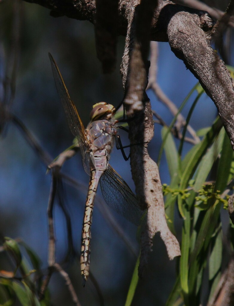 Australian Emperor from Cooran QLD, Australia on September 16, 2021 at ...