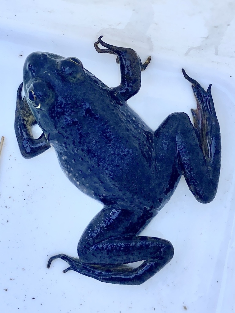 American Bullfrog from Frances Meeks Way, Richmond Hill, GA, US on ...