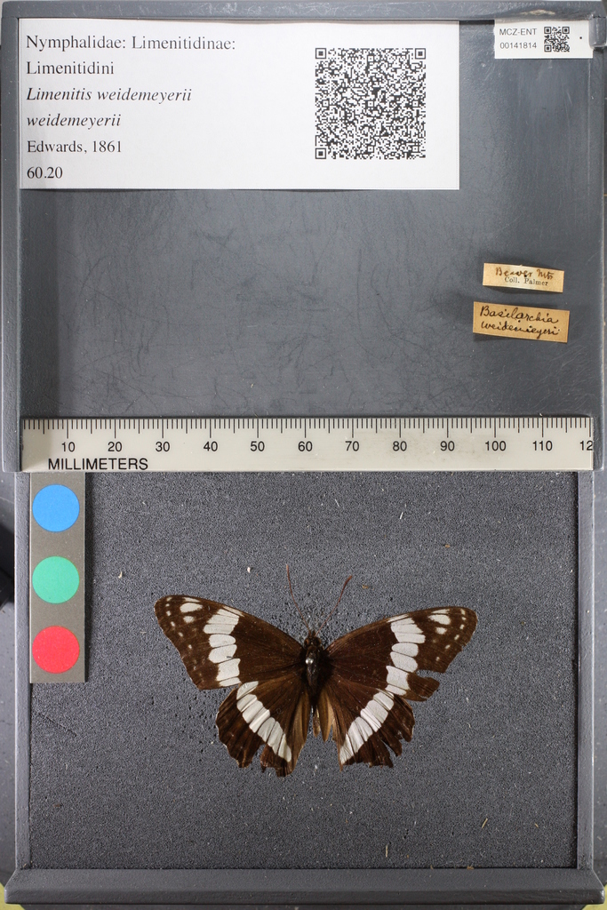 Weidemeyer's Admiral (Butterflies of Valles Caldera National Preserve ...