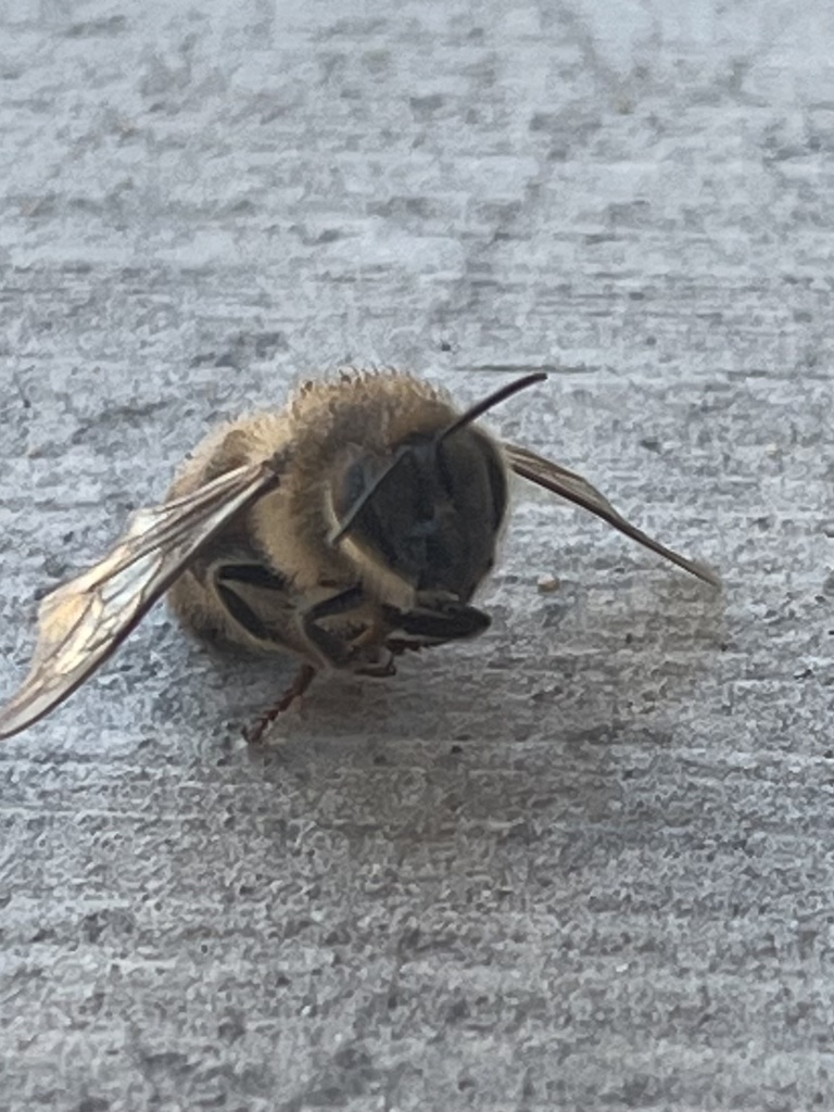 Western Honey Bee in September 2024 by horned_dynastid. Dead on ...