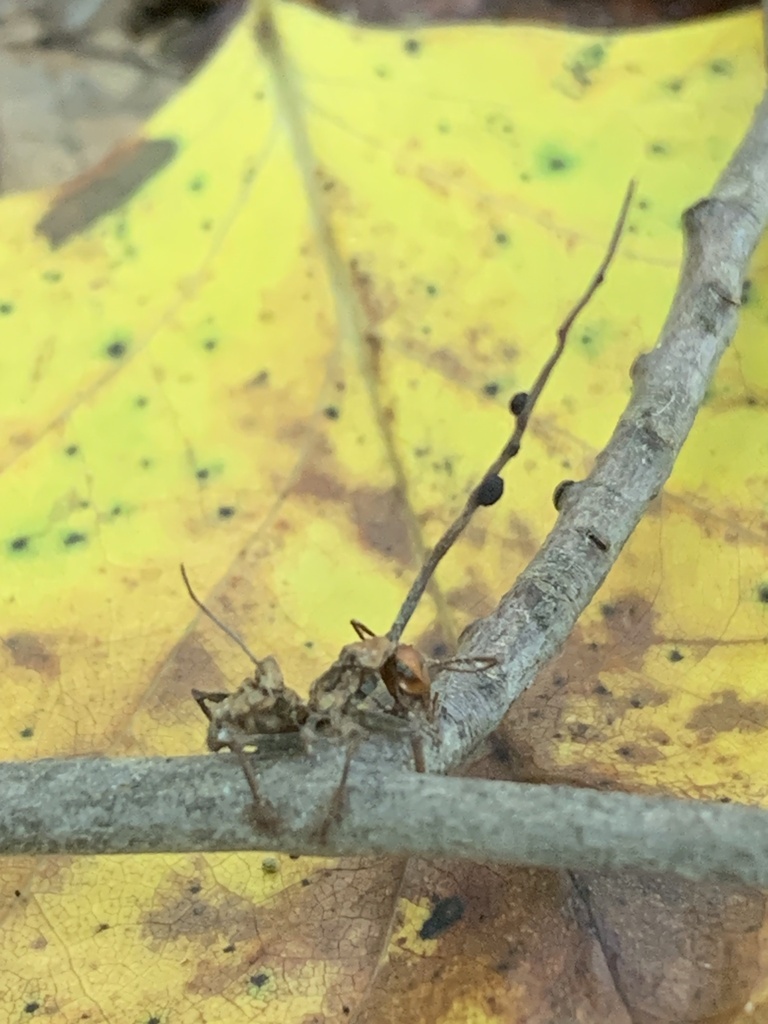 Zombie-Ant Fungi from Hoosier National Forest, Paoli, IN, US on ...