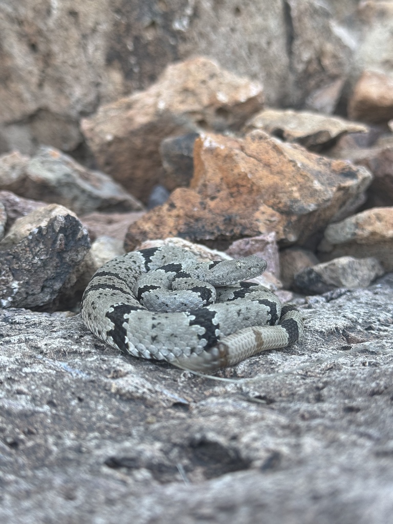 Banded Rock Rattlesnake in August 2024 by Liam Hopkins. Found rattling ...