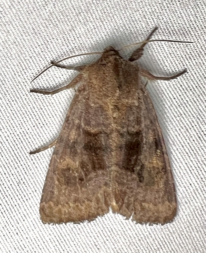 Bronzed Cutworm Moth from The Morton Arboretum, Lisle, IL, US on ...