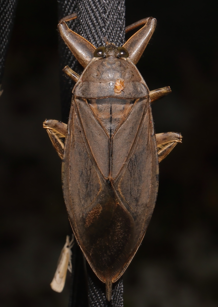 American Giant Water Bug from Campsite #71, QEII Wildlands, Kawartha ...