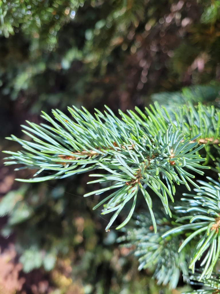 Engelmann spruce from Meeker, CO 81641, USA on September 26, 2024 at 03 ...