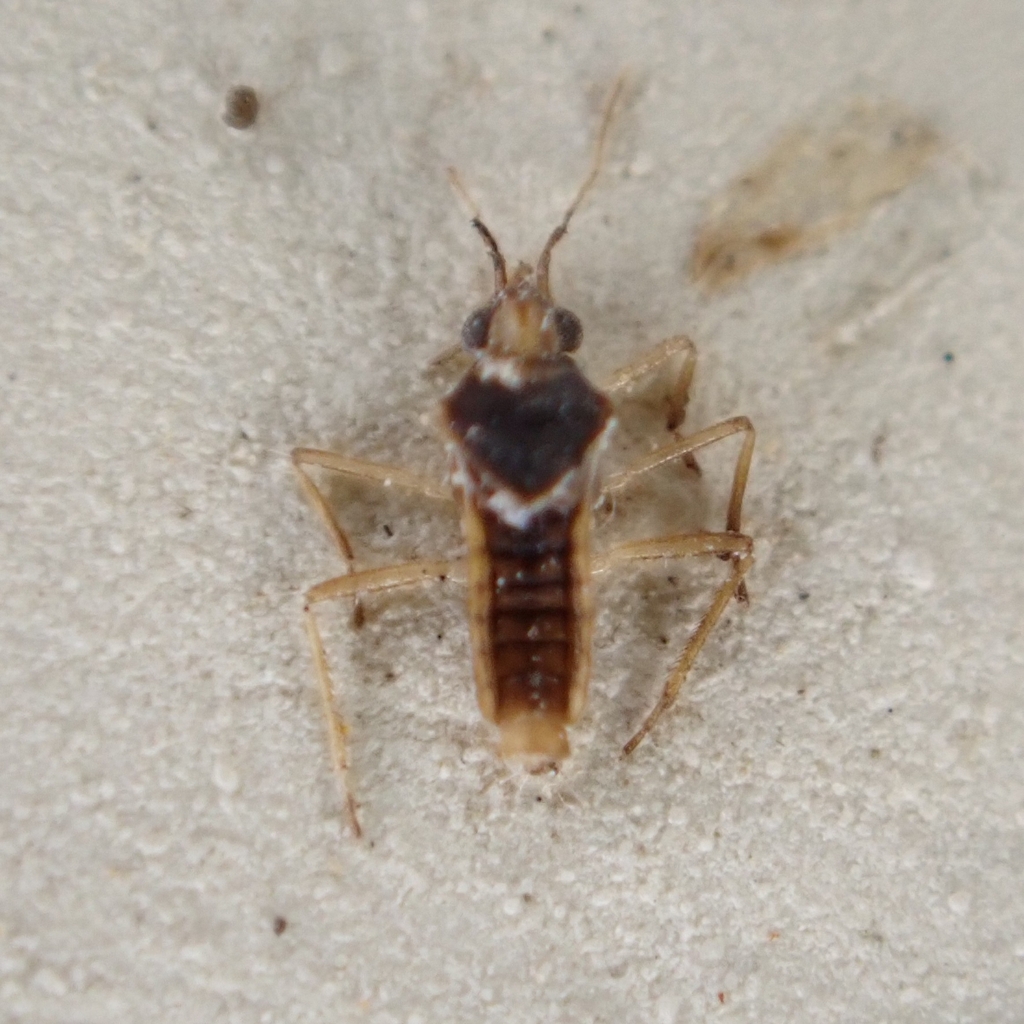 Ripple Bugs from San Juan, Bolivia on September 20, 2024 at 08:36 PM by ...